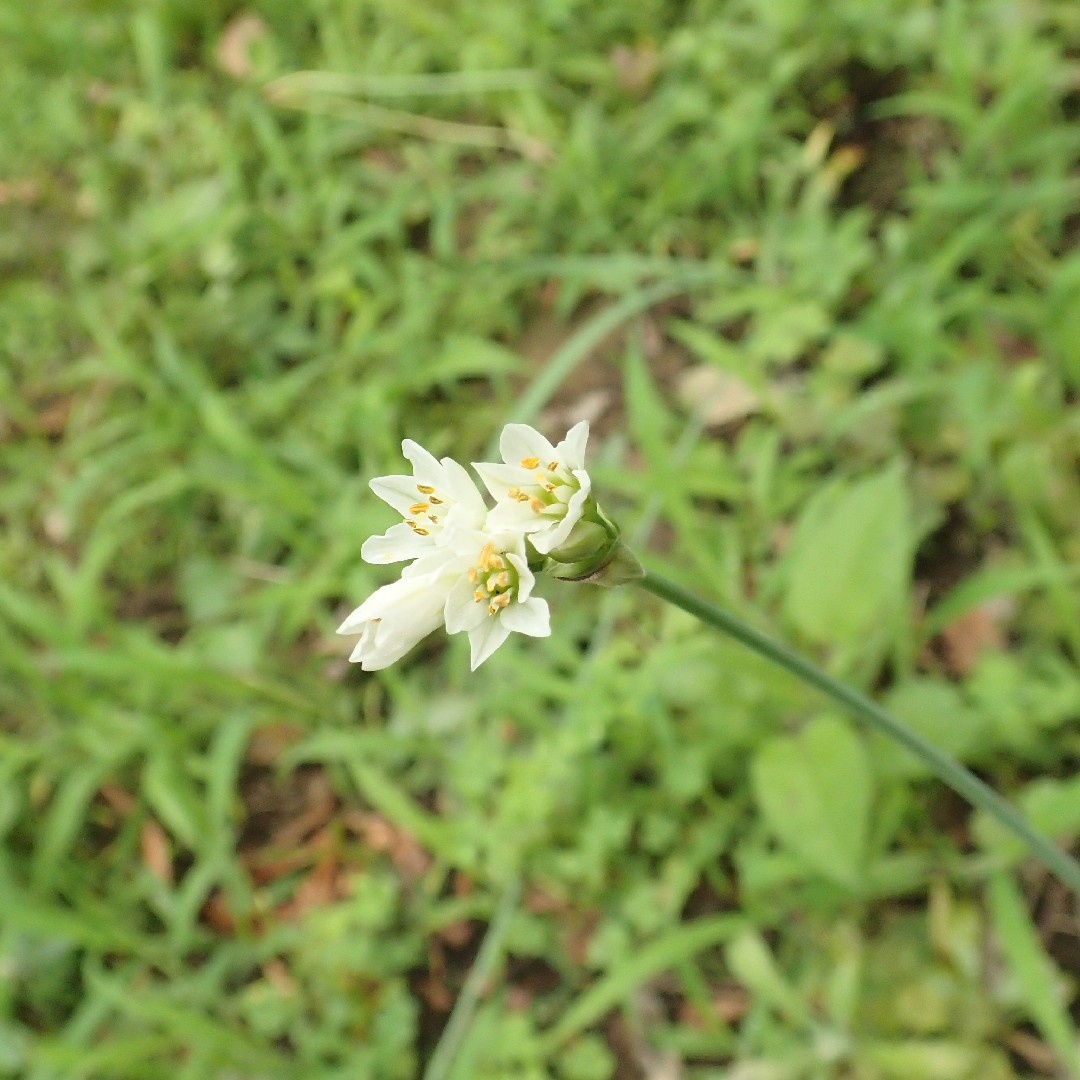 What's the difference between watering my Slender false garlic indoors ...