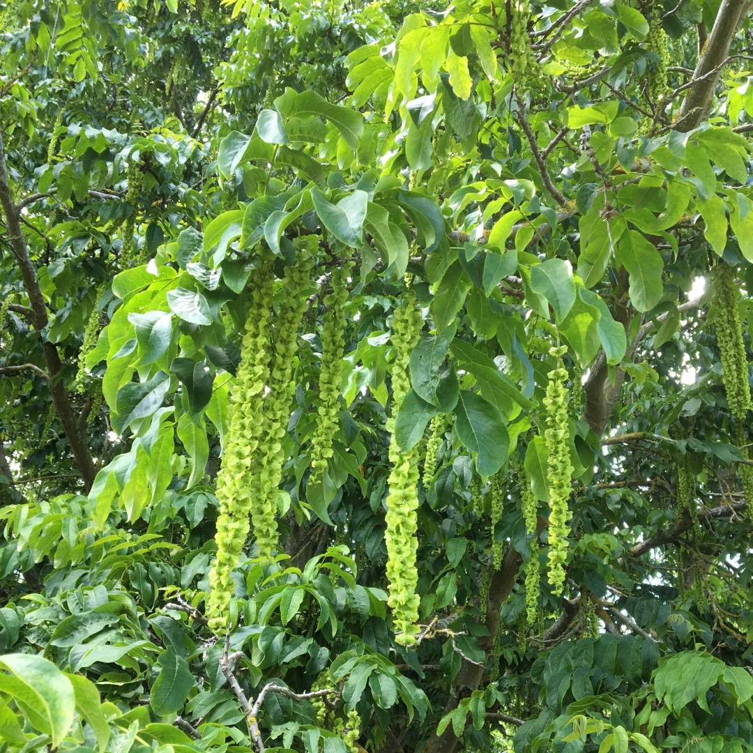 Wingnuts (Pterocarya) Flower, Leaf, Care, Uses - PictureThis