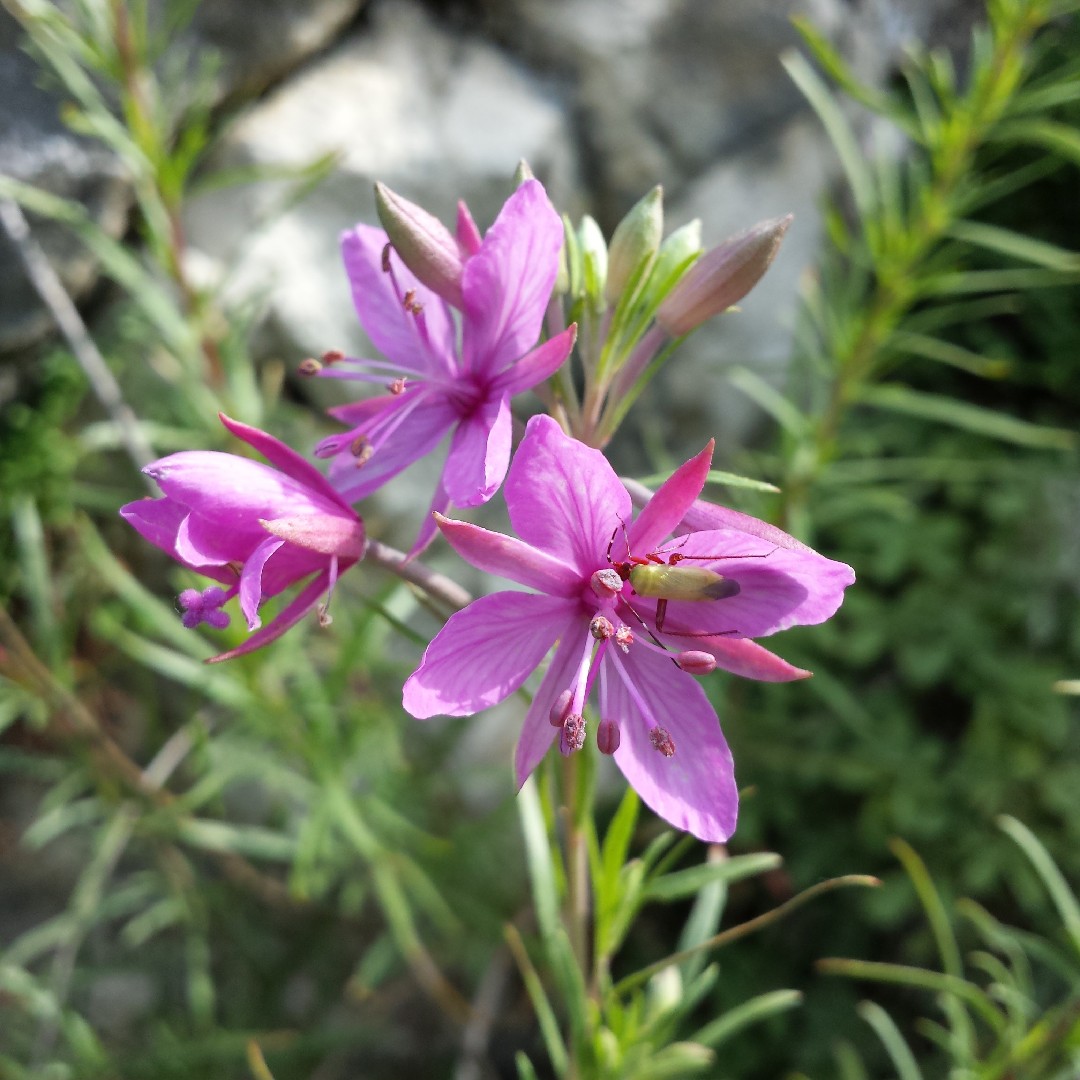 Garofanino di Dodonaeus (Epilobium dodonaei) - PictureThis