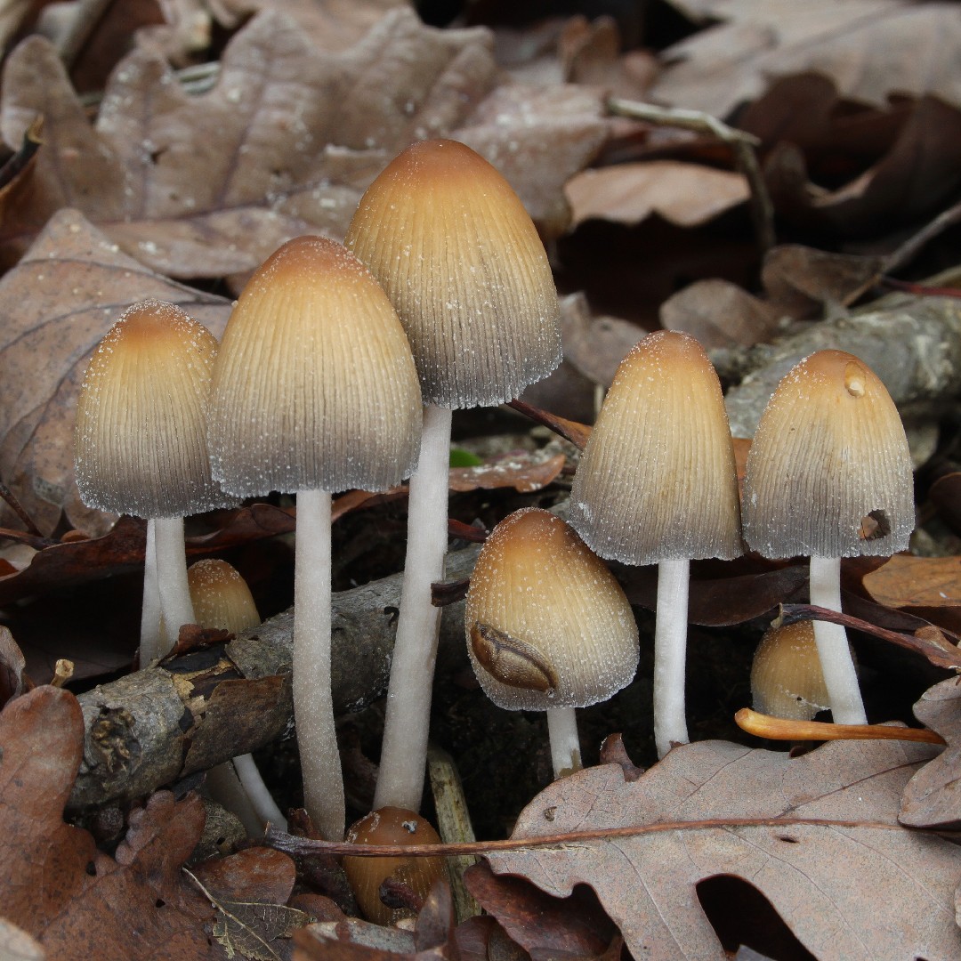 Coprinaceae (Psathyrellaceae) Flower, Leaf, Care, Uses - PictureThis