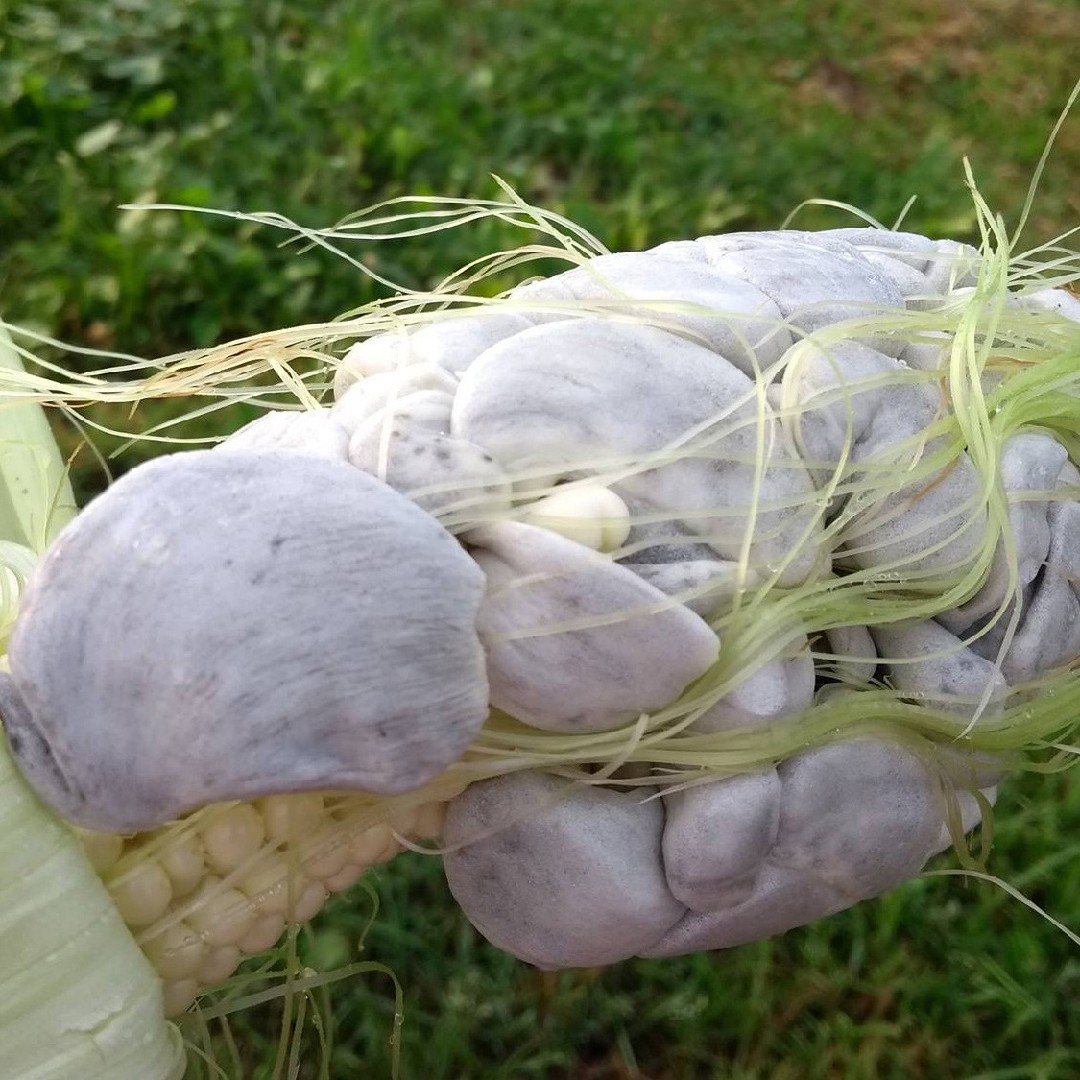 Smut fungi (Ustilaginomycetes) Flower, Leaf, Care, Uses - PictureThis