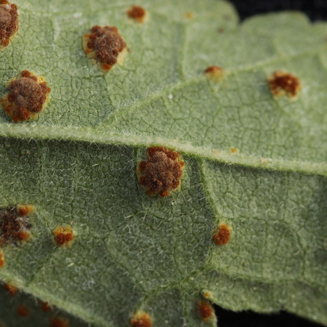 Pucciniaceae Flower, Leaf, Care, Uses - PictureThis