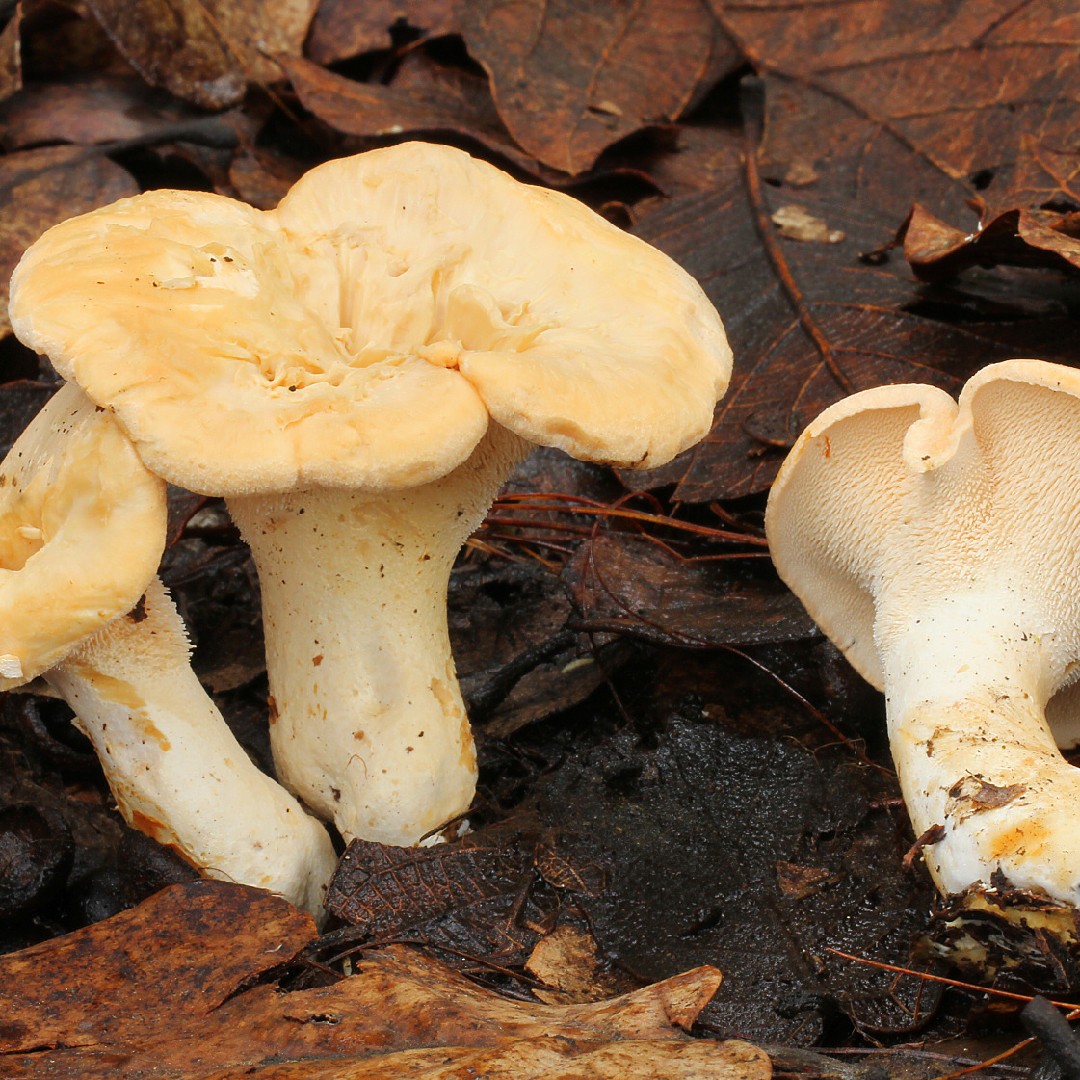 Hydnoid fungi (Hydnaceae) Flower, Leaf, Care, Uses - PictureThis