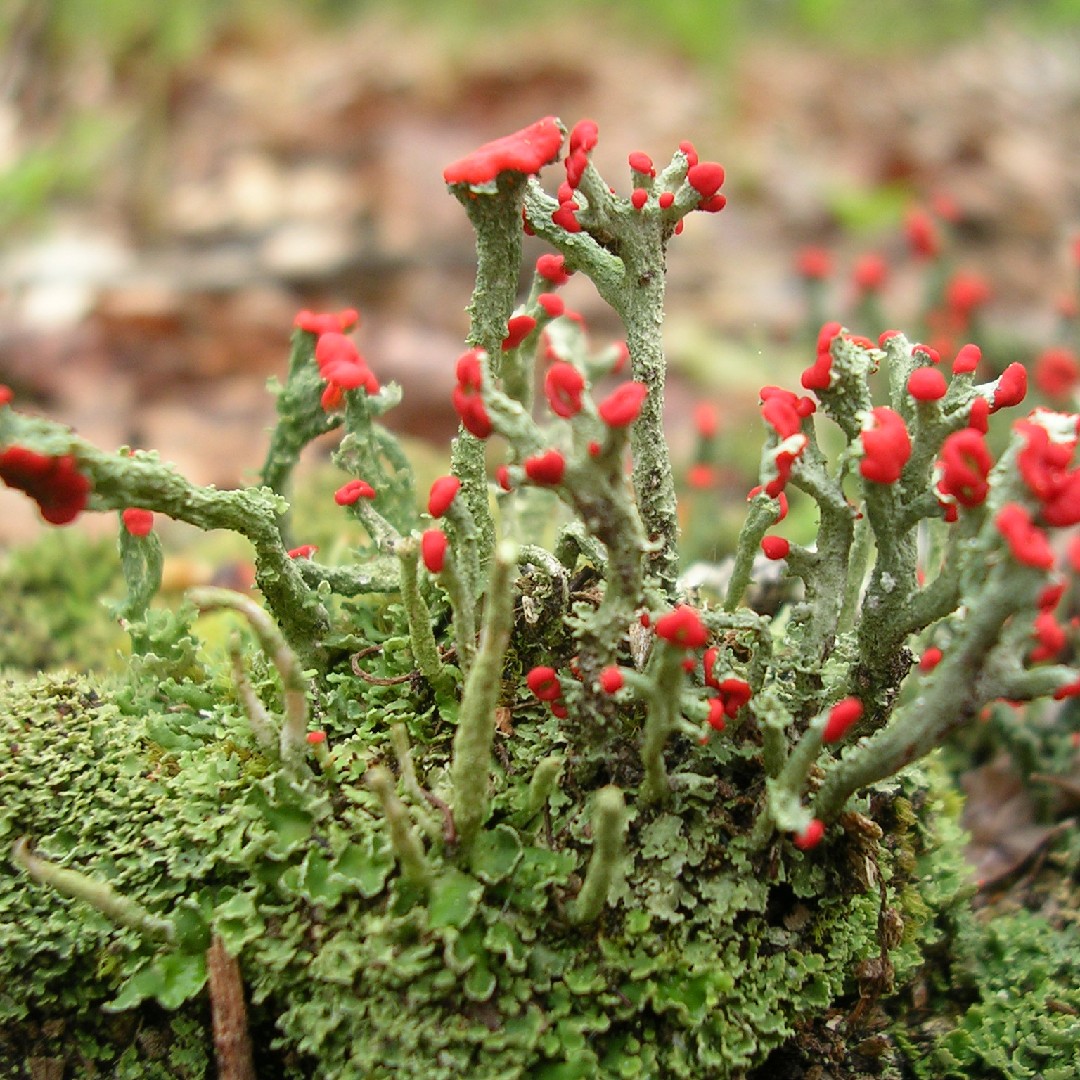 Cladoniaceae Flower, Leaf, Care, Uses - PictureThis