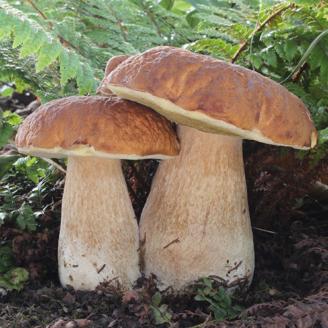 Boletes (Boletaceae) Flower, Leaf, Care, Uses - PictureThis