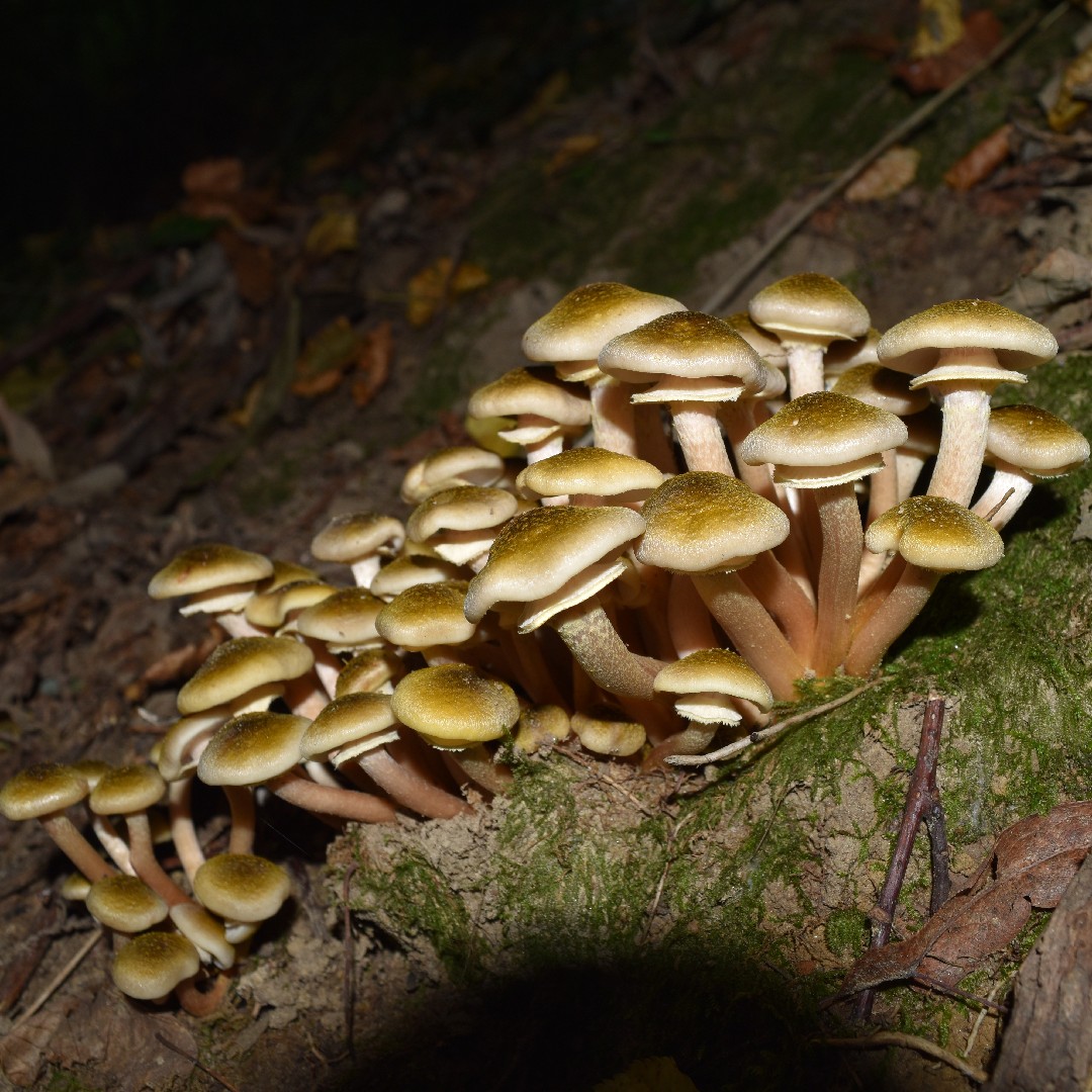 Physalacriaceae Flower, Leaf, Care, Uses - PictureThis