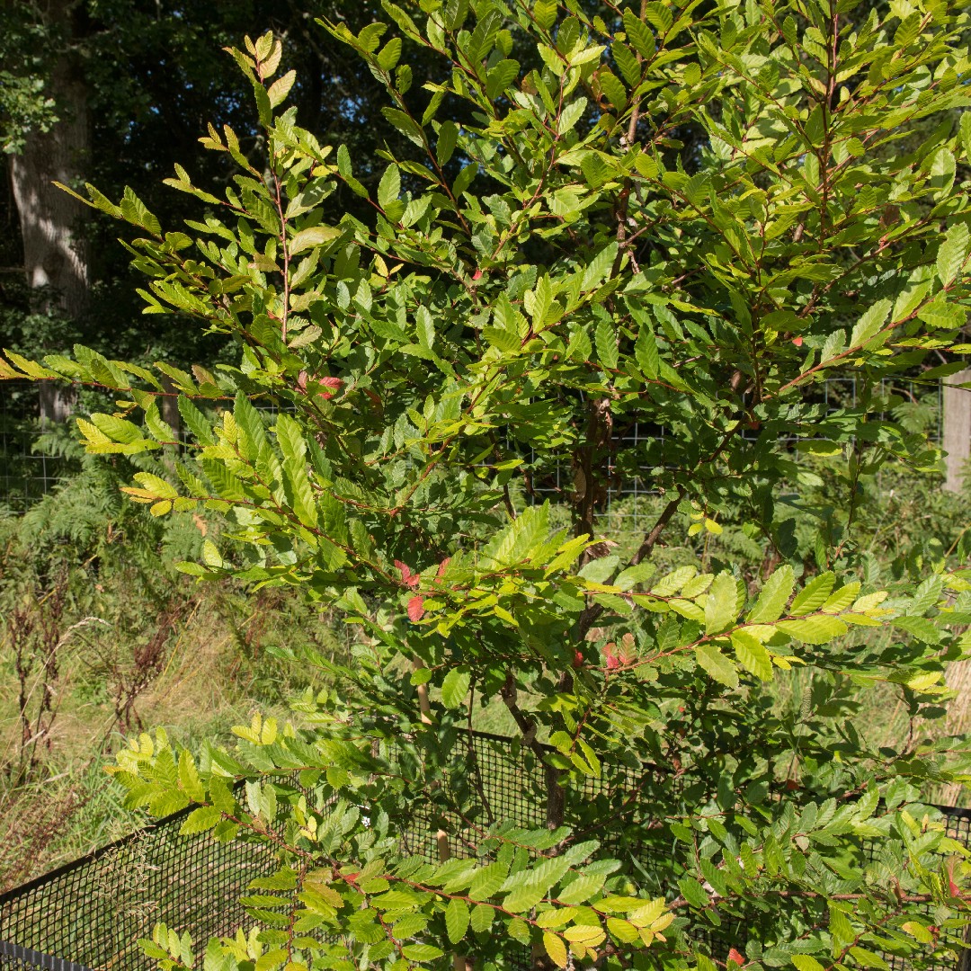Roble pellin (Nothofagus obliqua) - PictureThis