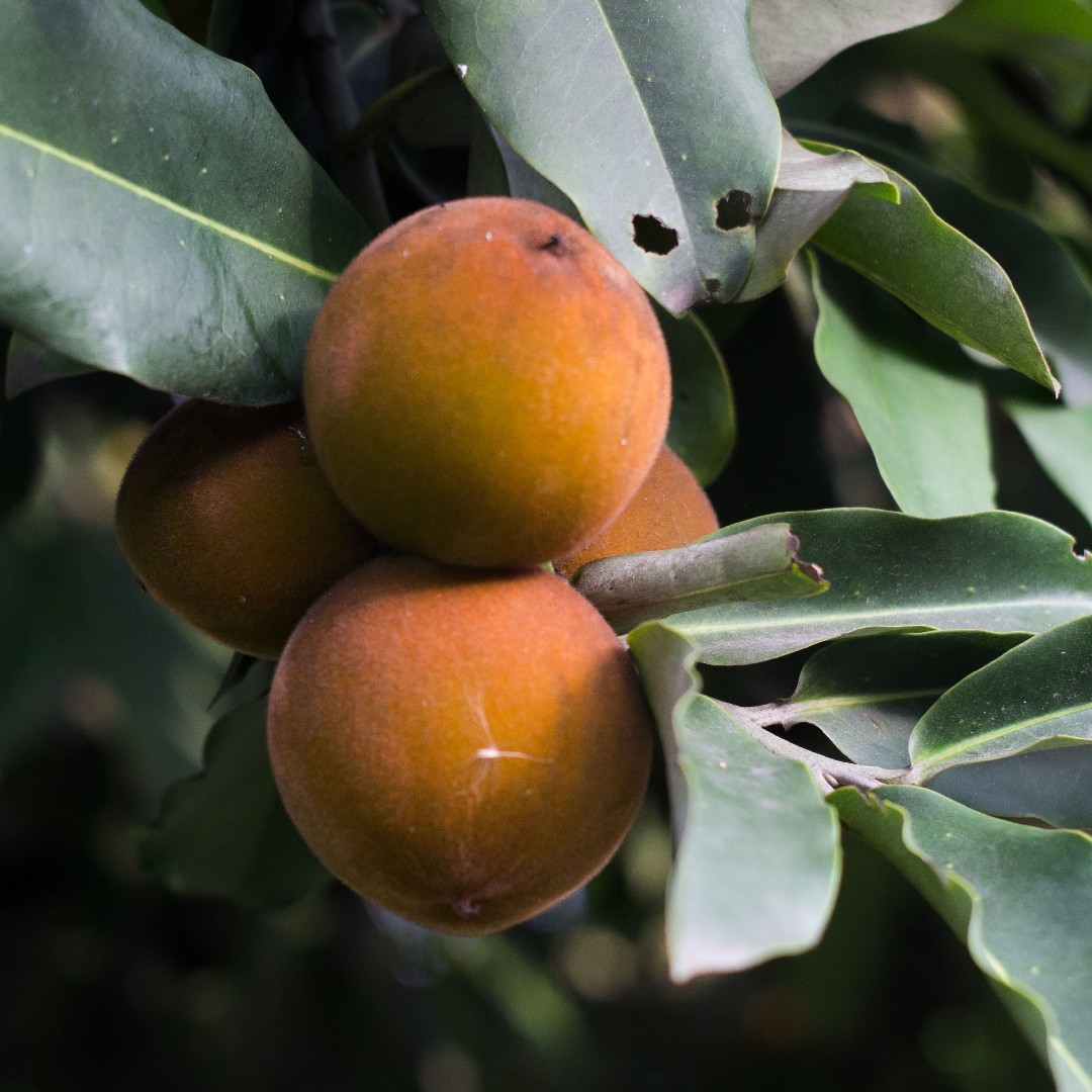 Diospyros Care (Watering, Fertilize, Pruning, Propagation) - PictureThis