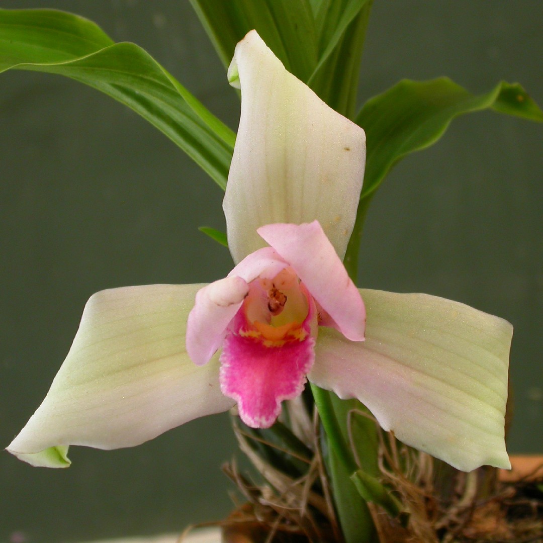 Lycaste orchid Care (Watering, Fertilize, Pruning, Propagation ...