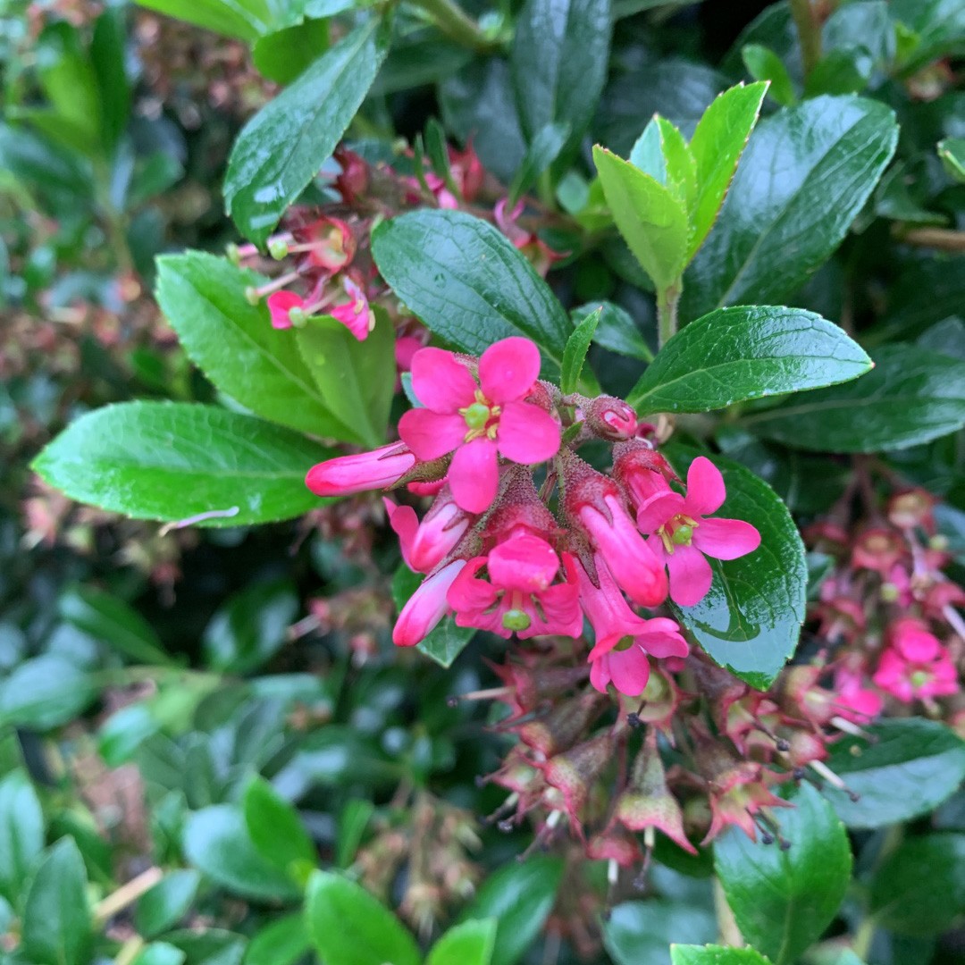 Escallonia - PictureThis