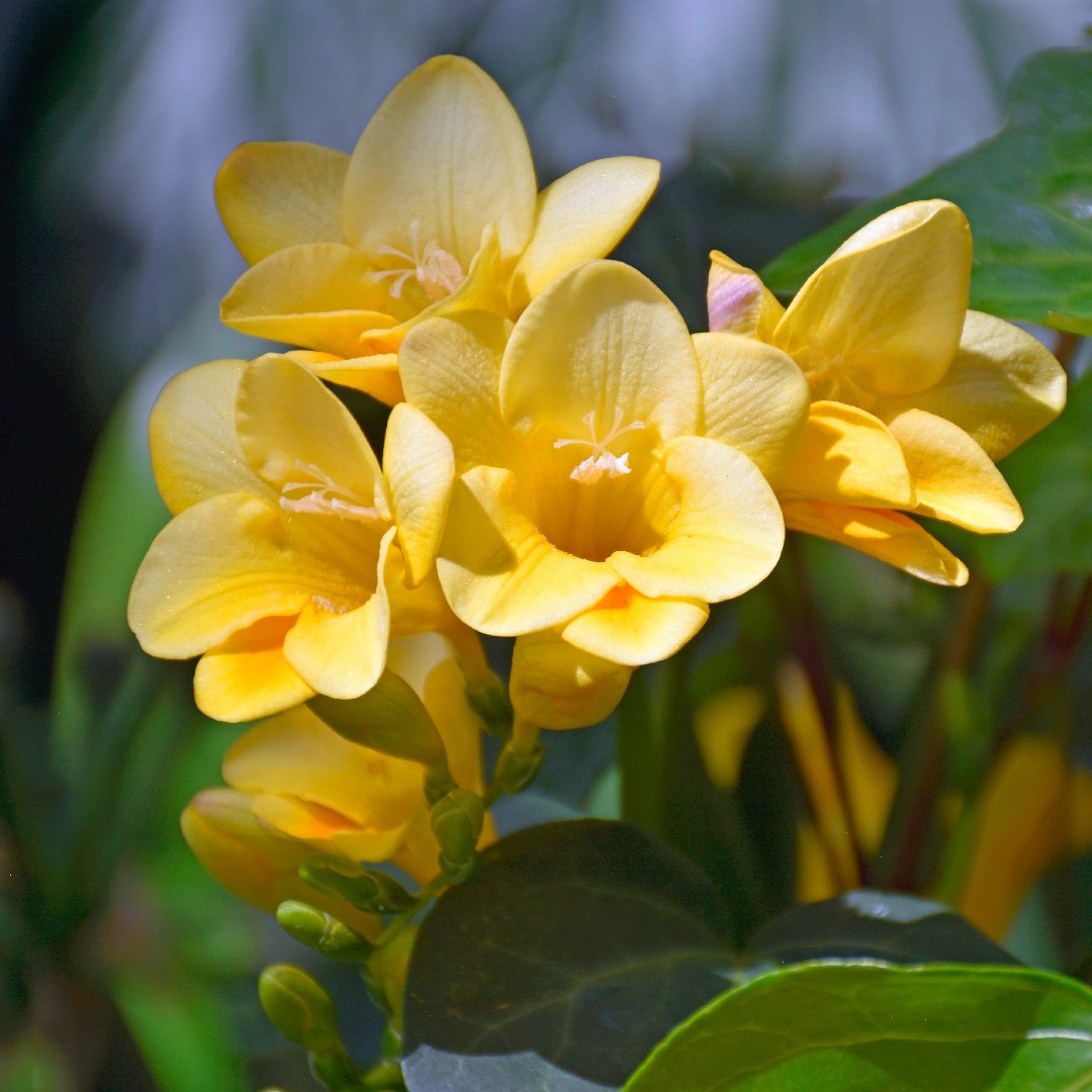 Freesia (Freesia) Flower, Leaf, Care, Uses - PictureThis
