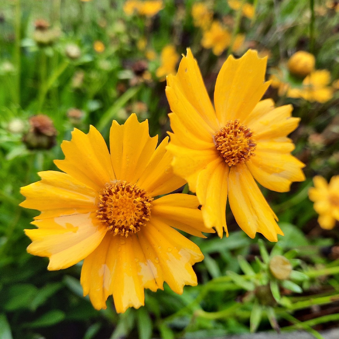  Where To Place Lobed Tickseed In Feng Shui Characteristics