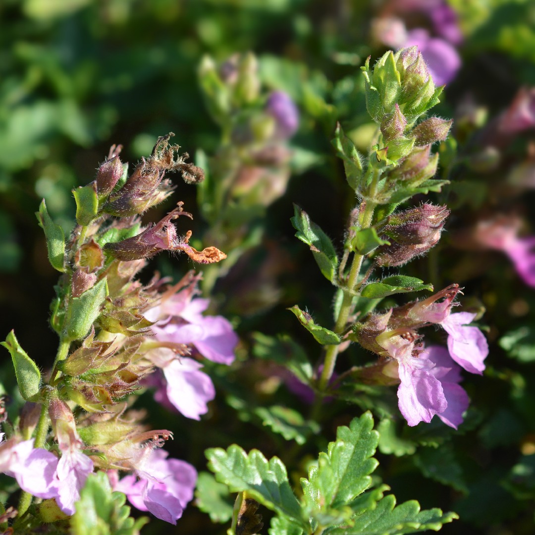 Is wall germander an evergreen? - PictureThis