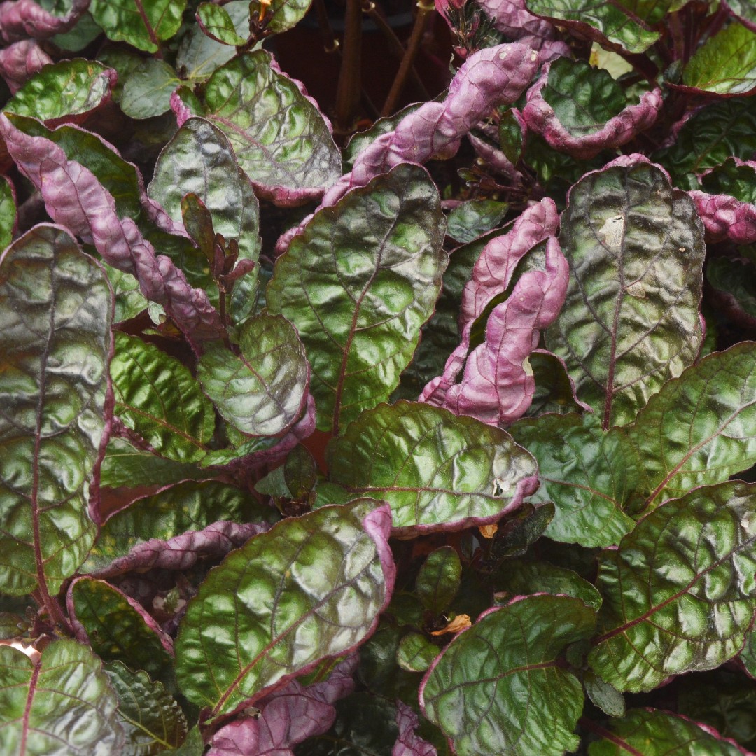 Hemigraphis Care (Watering, Fertilize, Pruning, Propagation) - PictureThis