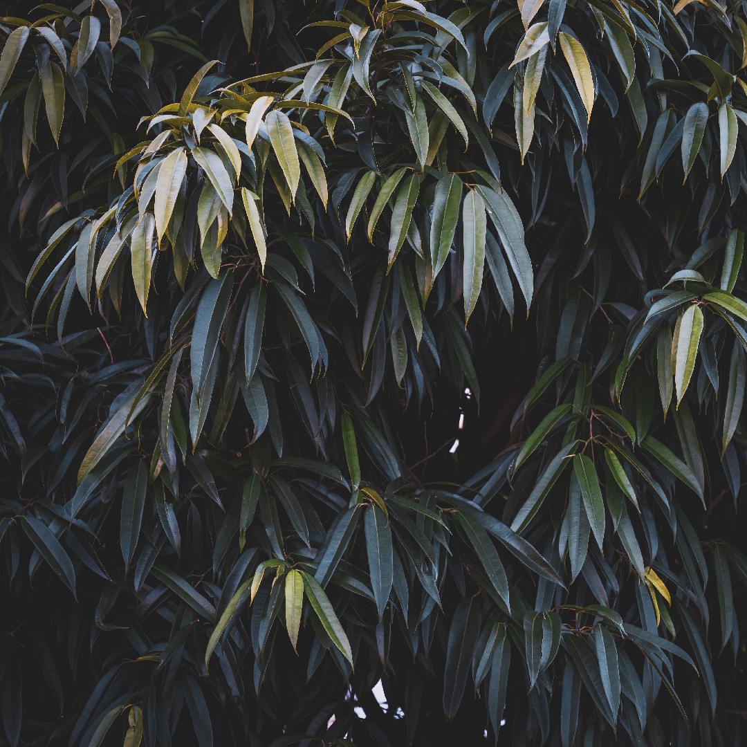 How to identify Long leaf fig (Ficus maclellandii)