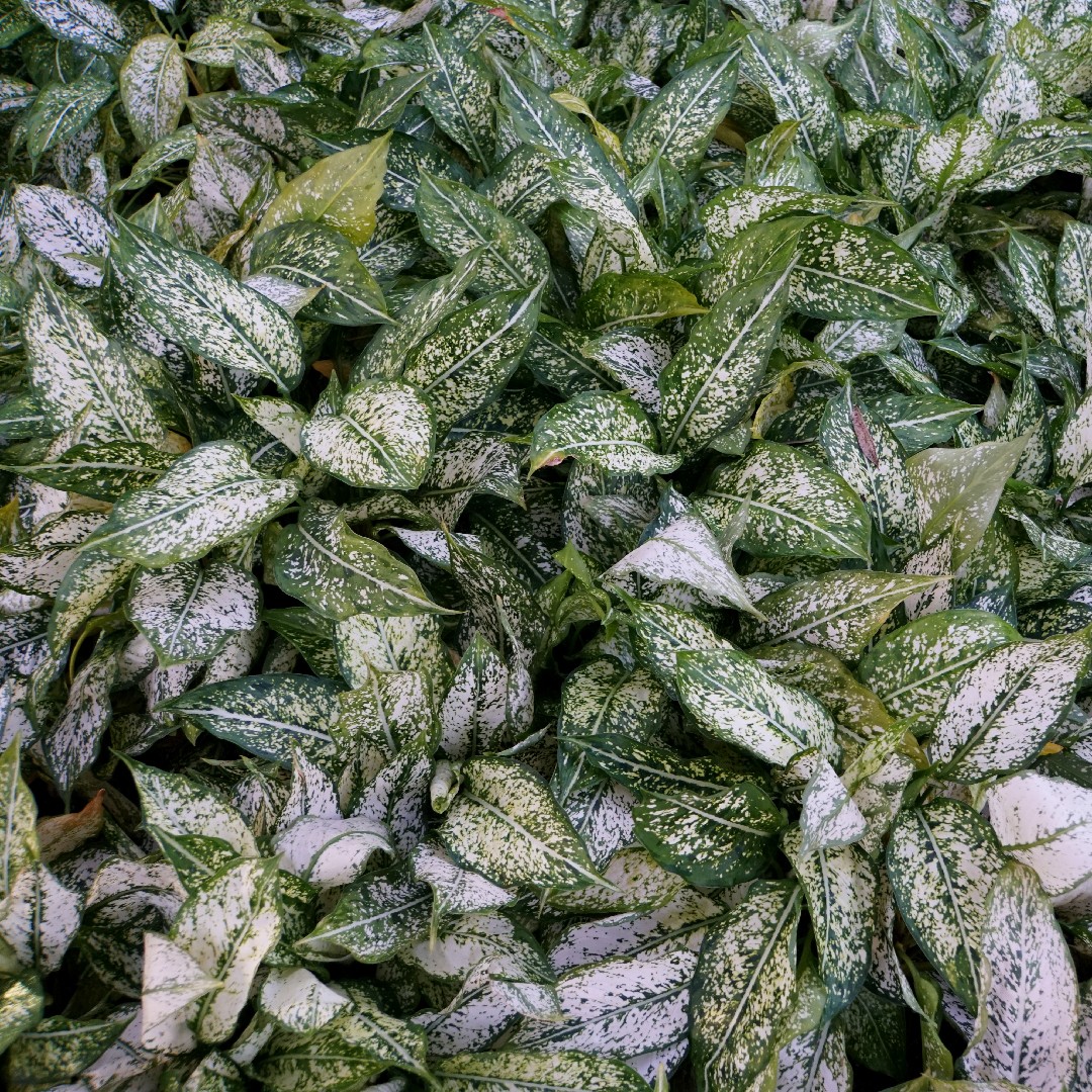 Top 20 Most Common Plants in Iran, Ilam - PictureThis
