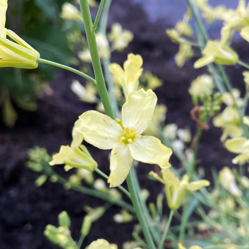 Wild Cabbage (Brassica oleracea var. oleracea) Flower, Leaf, Care, Uses ...