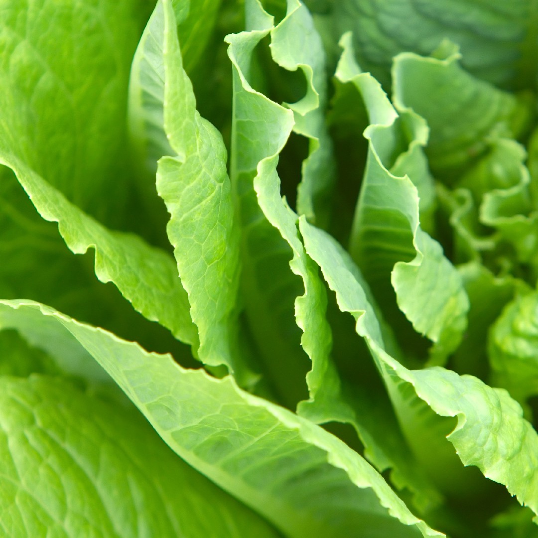 Lactuca Flower, Leaf, Care, Uses - PictureThis