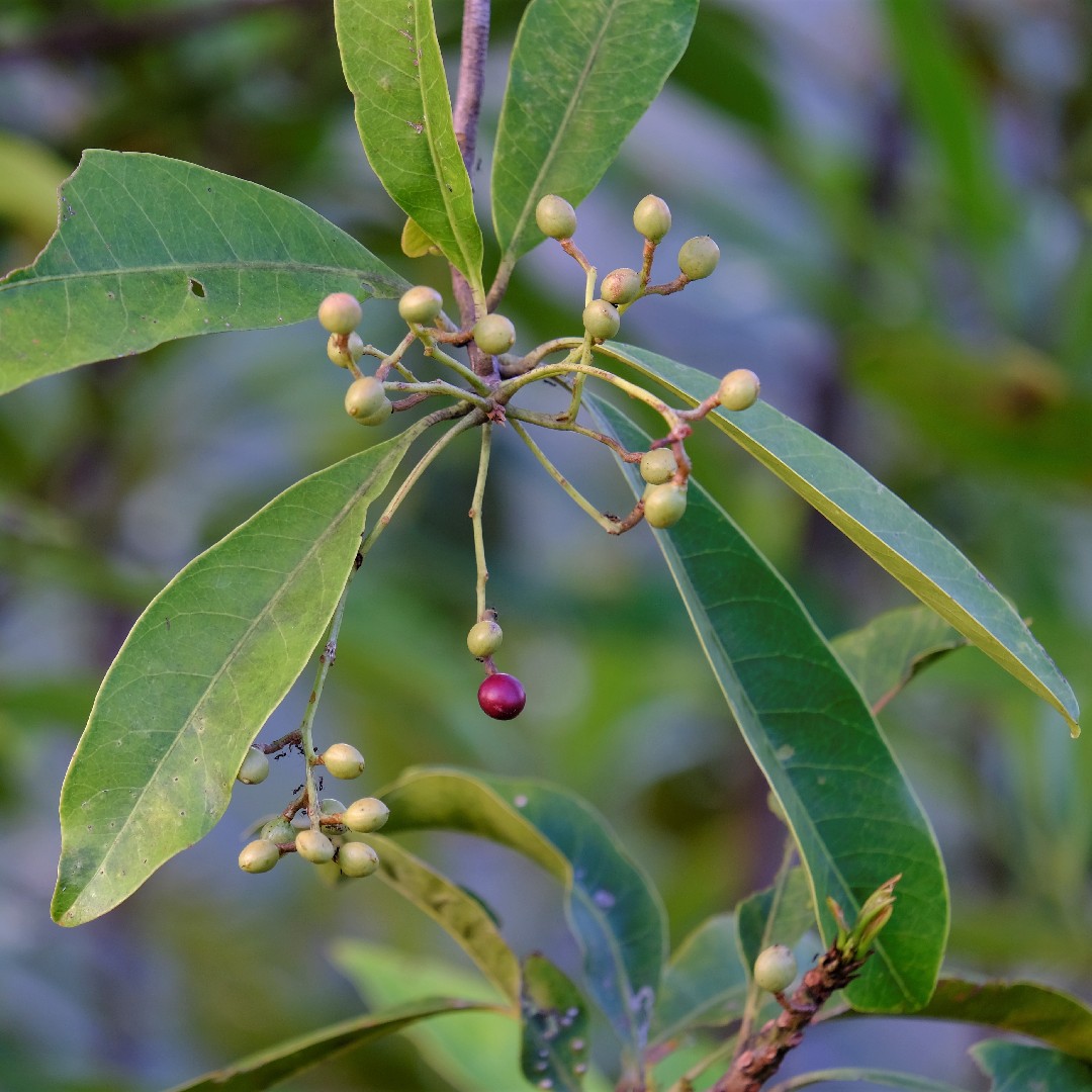 Buchanania Flower, Leaf, Care, Uses - PictureThis