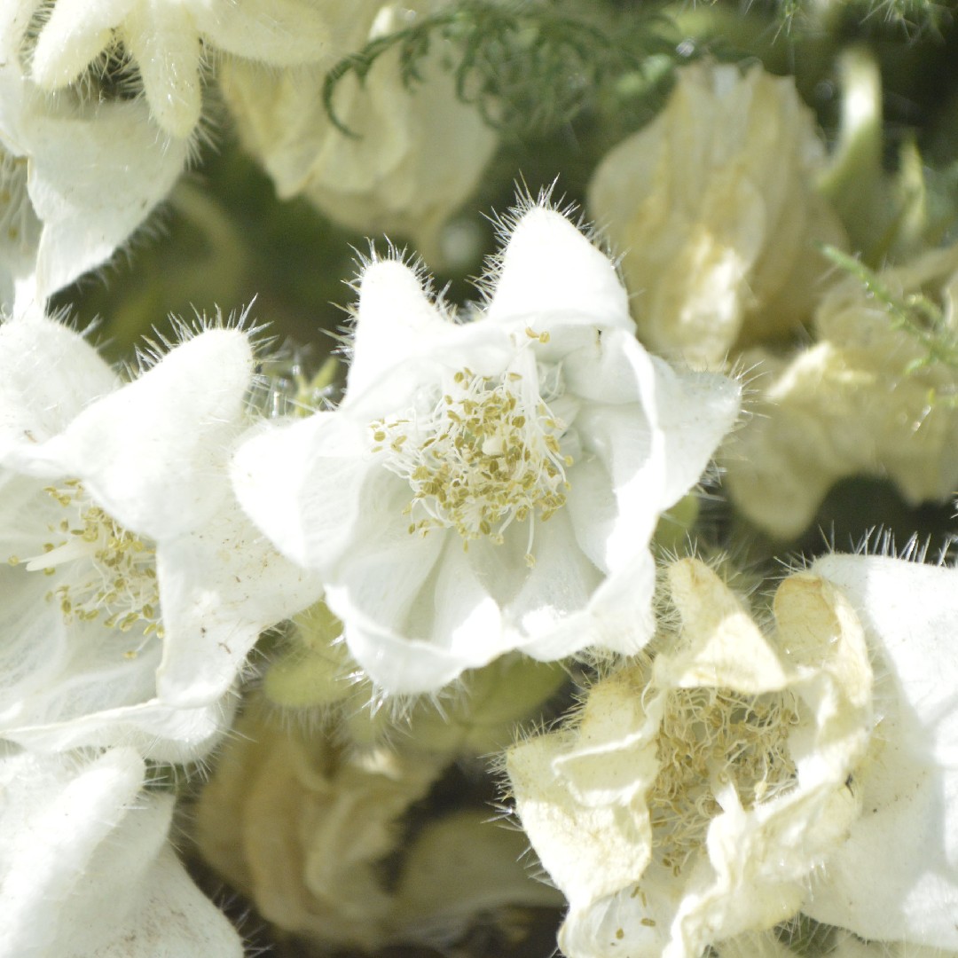 Caiophora Care (Watering, Fertilize, Pruning, Propagation) - PictureThis