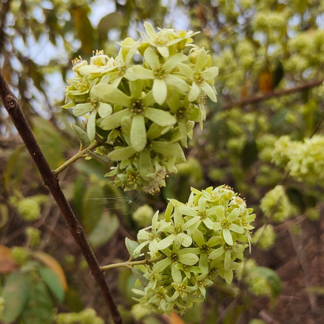 Calycopteris Flower, Leaf, Care, Uses - PictureThis