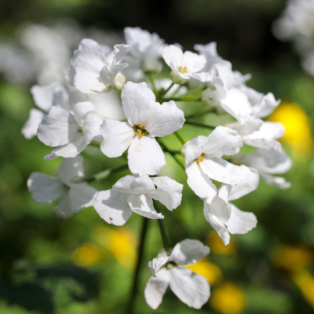 ¿Cuándo florece el dentaria de siete hojas - PictureThis
