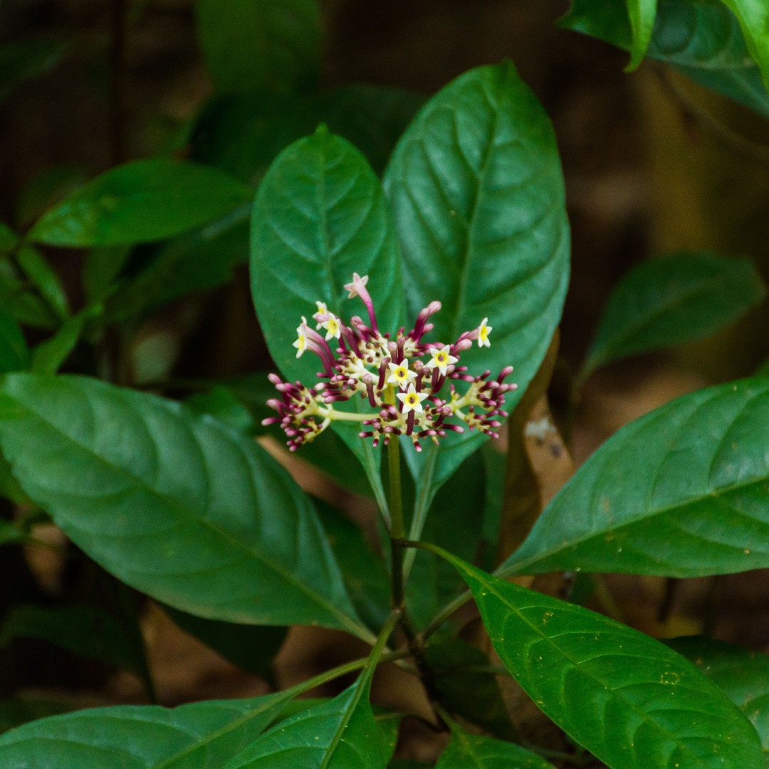Chassalia curviflora - PictureThis