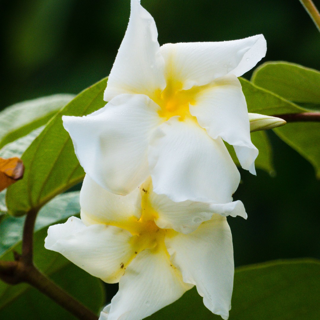 Chonemorpha fragrans - PictureThis
