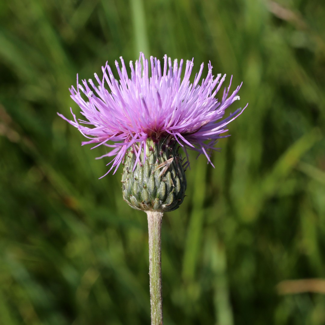 Cirse (Cirsium) - PictureThis