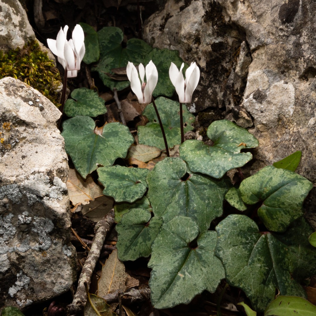 Alpine violet Care (Watering, Fertilize, Pruning, Propagation ...