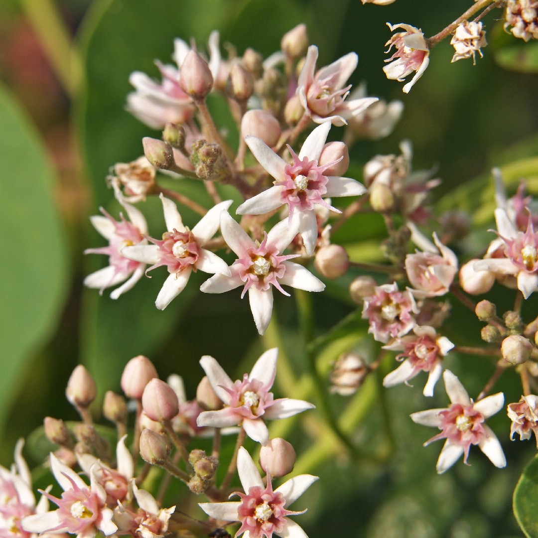 Swallow-wort (Cynanchum) Flower, Leaf, Care, Uses - PictureThis