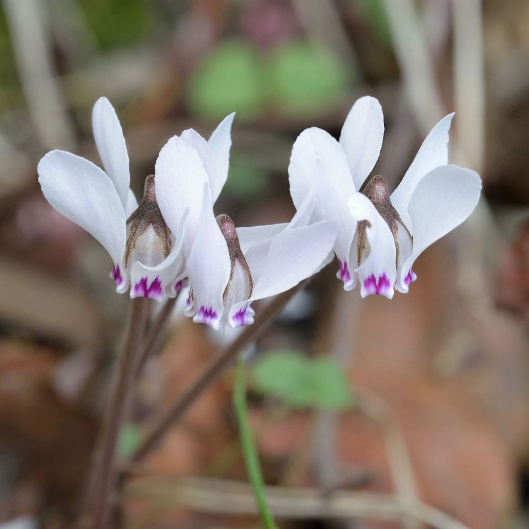 Ciclámenes (Cyclamen) - PictureThis