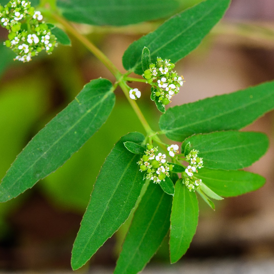 Euphorbia bifida - PictureThis