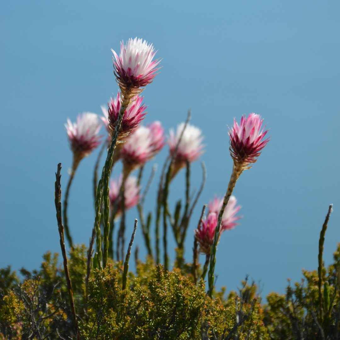 Edmondia Care (Watering, Fertilize, Pruning, Propagation) - PictureThis