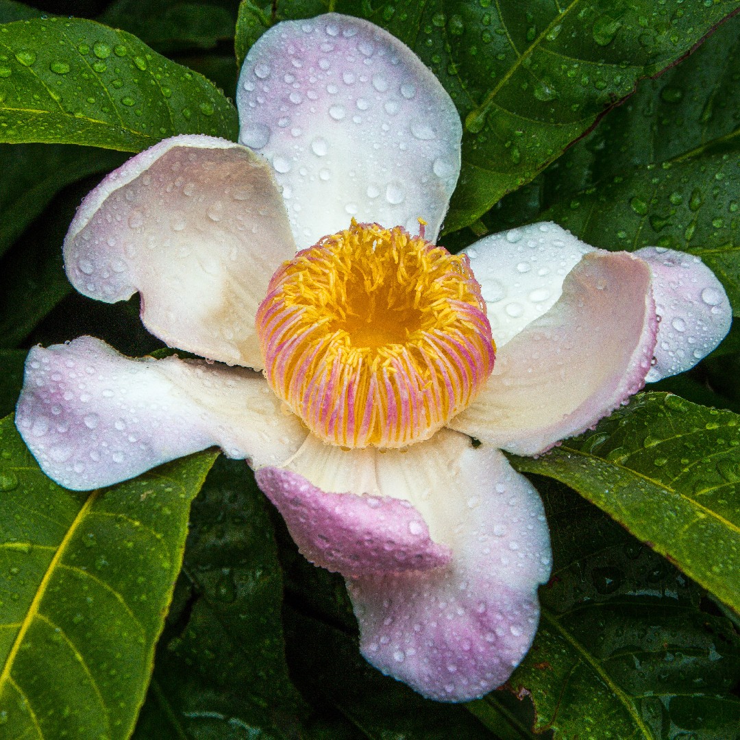 Gustavia Flower, Leaf, Care, Uses - PictureThis