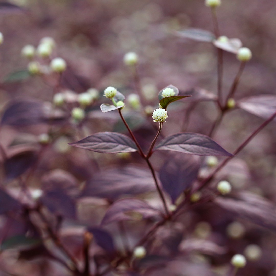 Alternanthera - PictureThis