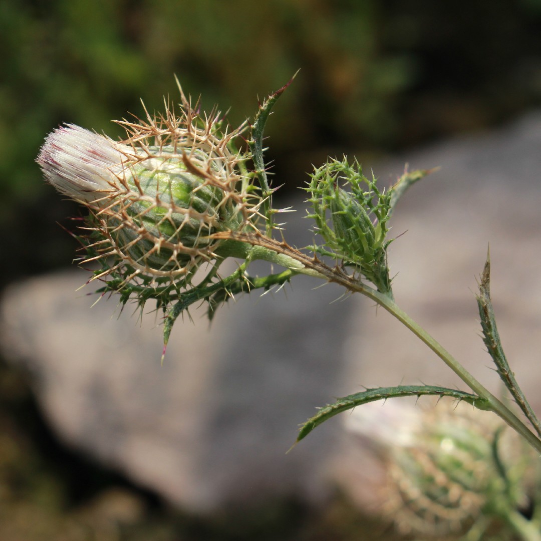 Atractylis Care (Watering, Fertilize, Pruning, Propagation) - PictureThis