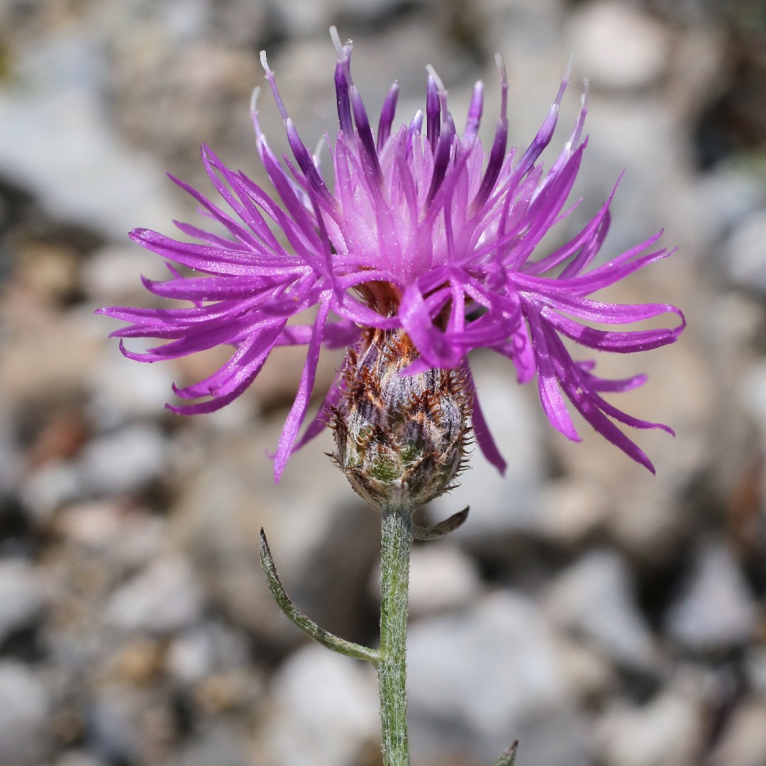 Centaureas (Centaurea) - PictureThis