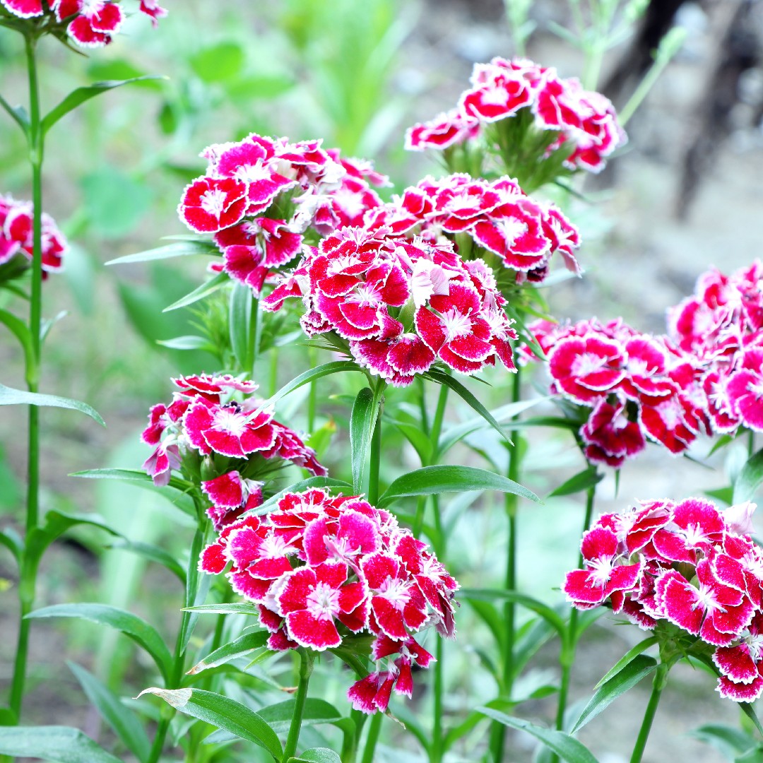 Dianthus Flower, Leaf, Care, Uses - PictureThis