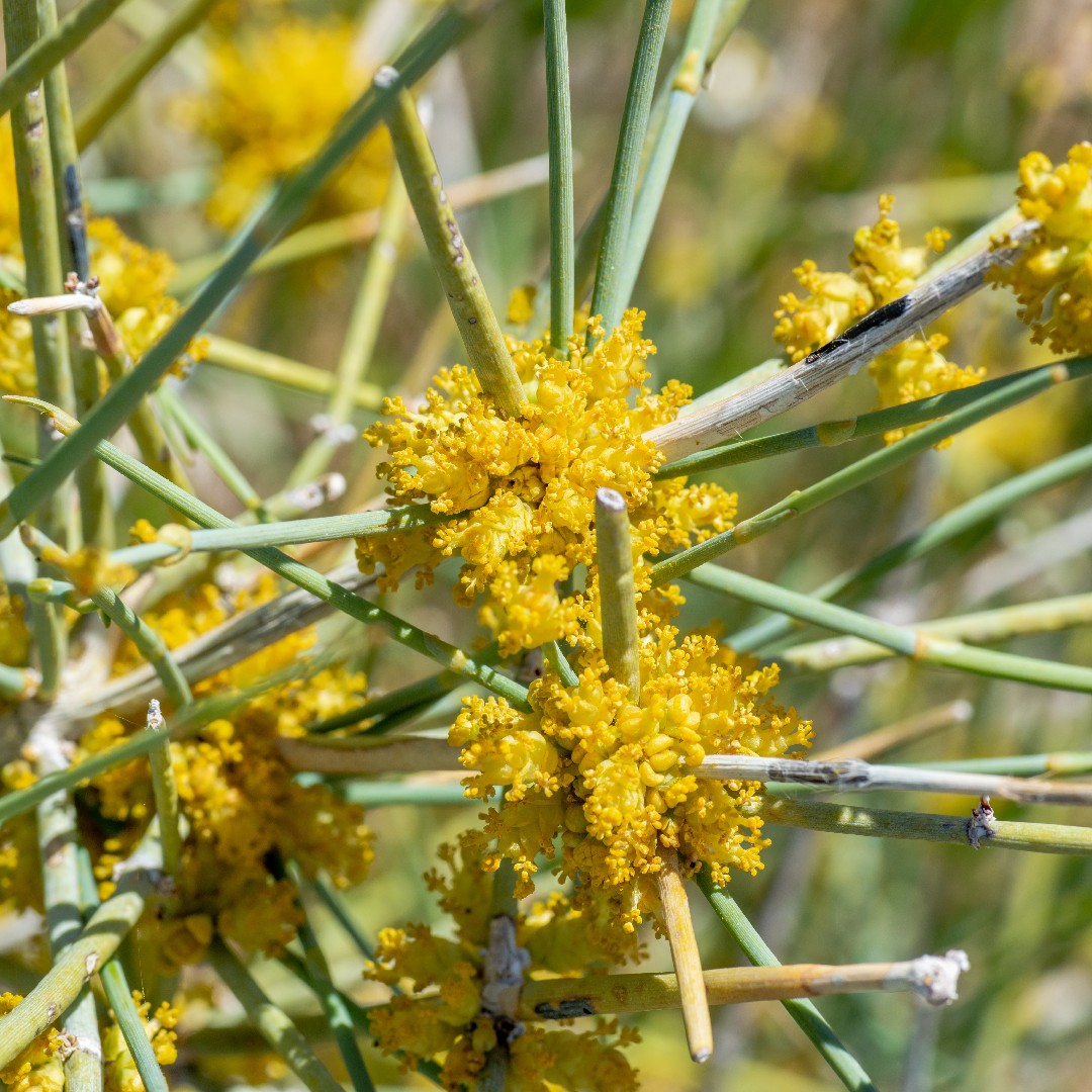 マオウ属 (Ephedra) 花言葉，毒性，よくある質問 - PictureThis