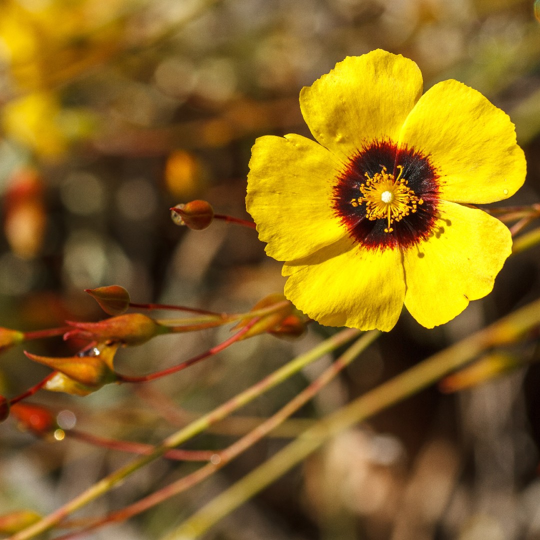 False sun-rose Care (Watering, Fertilize, Pruning, Propagation ...