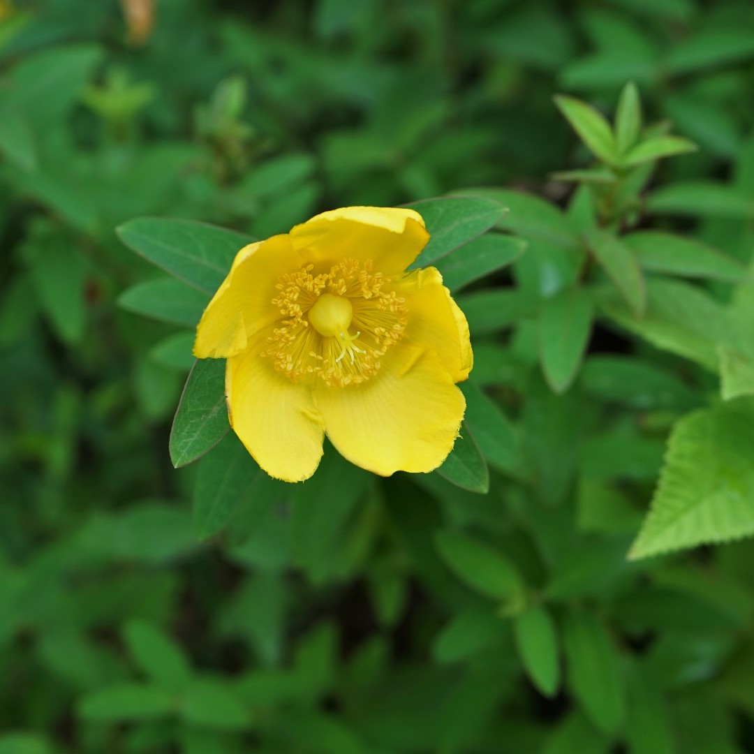Bedstraw St. John's wort (Hypericum galioides) Flower, Leaf, Care, Uses - PictureThis