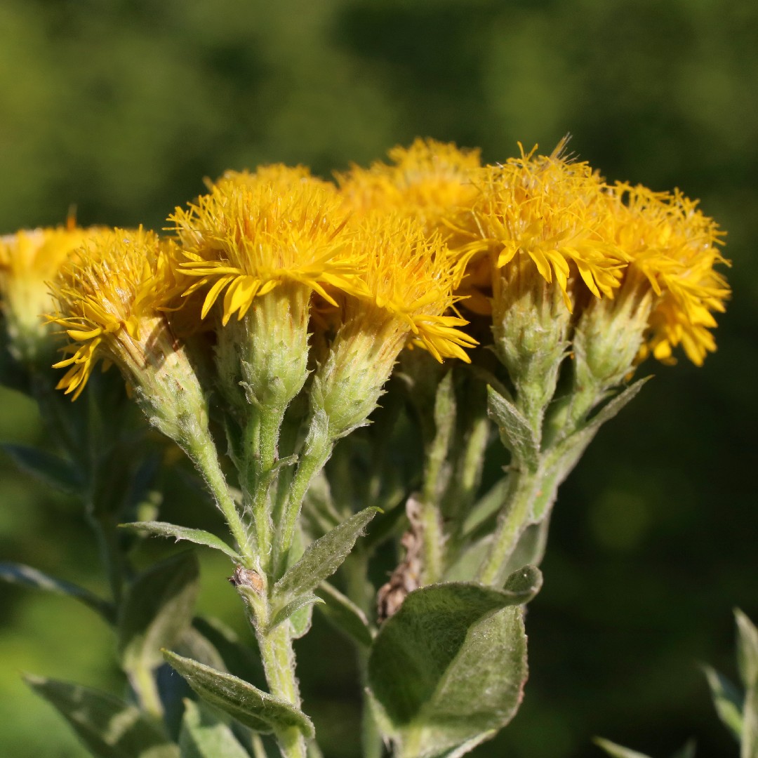 Inule (Inula) - PictureThis