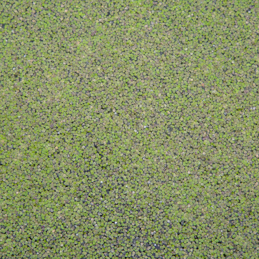 Duckweeds (Lemna) Flower, Leaf, Care, Uses - PictureThis