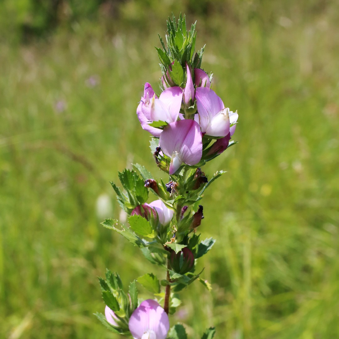 Ononis Care (Watering, Fertilize, Pruning, Propagation) - PictureThis