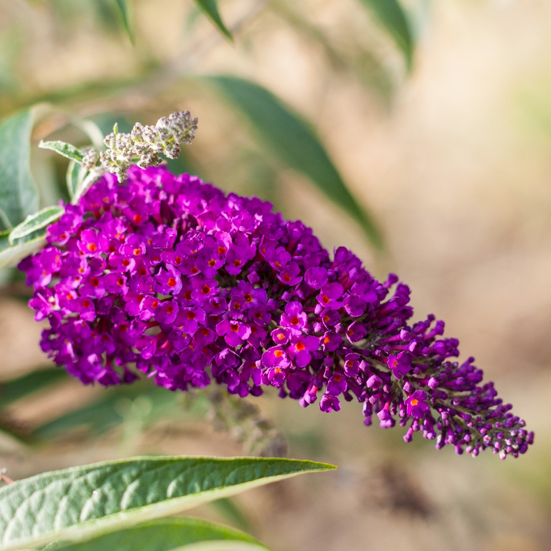Butterfly bushes Care (Watering, Fertilize, Pruning, Propagation ...