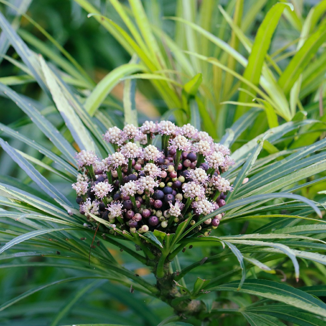 Miagos bush (Osmoxylon lineare) Flower, Leaf, Care, Uses - PictureThis