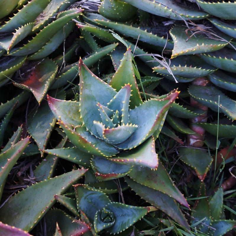 Áloes (Aloe) - PictureThis
