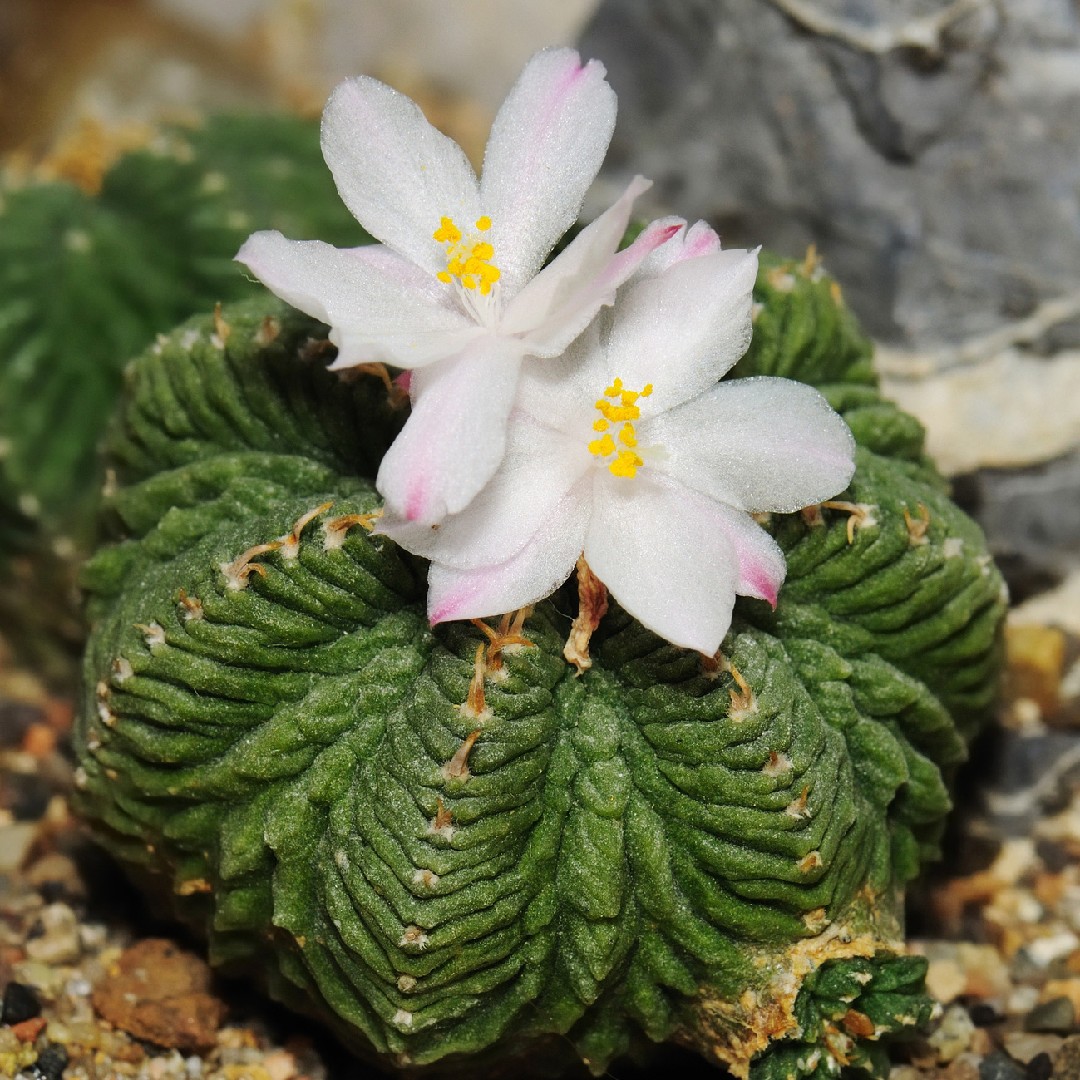 Aztekium Care (Watering, Fertilize, Pruning, Propagation) - PictureThis
