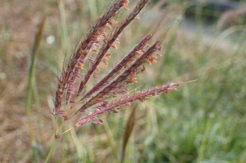 Kleberg's bluestem (Dichanthium annulatum) Flower, Leaf, Uses - PictureThis